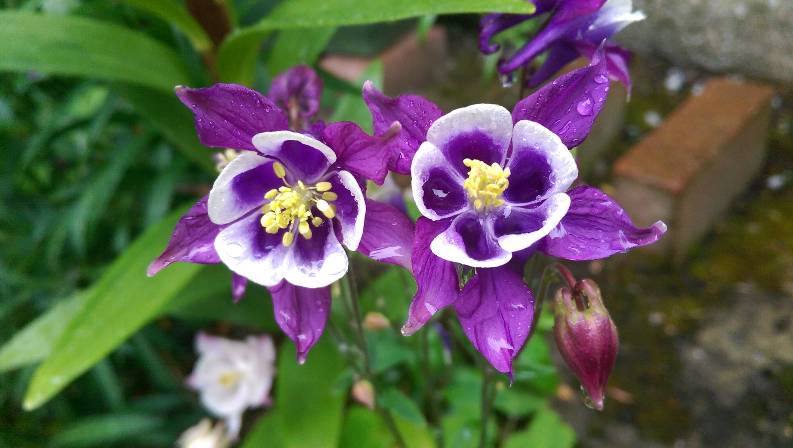 The Sowing Diary 2020 – Monster In The Corner…